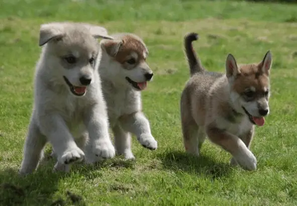 Where to Find Tamaskan Puppies for Sale - Dogable