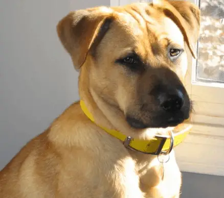 Boxer Yellow Lab Mix