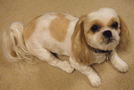 Bulldog Shih Tzu Mix: The Ultimate Guide to This Adorable Breed | 2023 ...