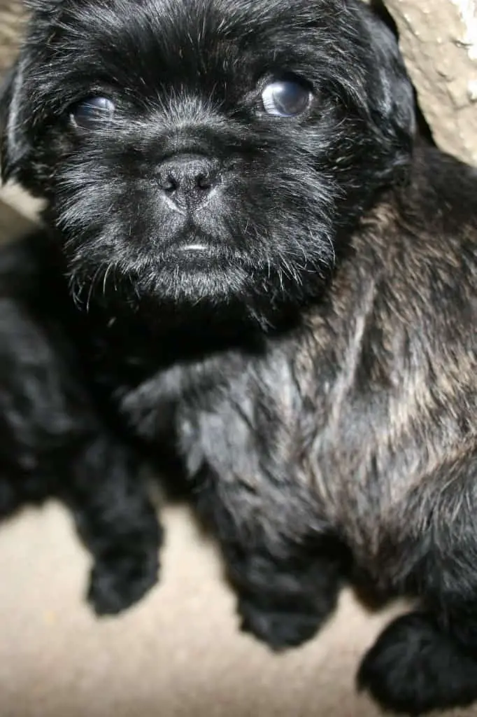 Learn About the Pug Poodle Mix aka Pugapoo - Dogable