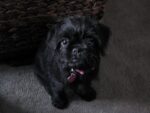 Learn About the Pug Poodle Mix aka Pugapoo - Dogable