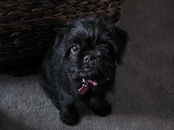 Learn About the Pug Poodle Mix aka Pugapoo - Dogable