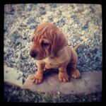 Ba-Shar: Shar-Pei Basset Hound Mix - Dogable