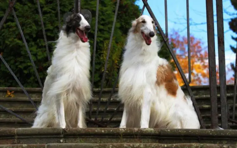 How to Find Borzoi Puppies for Sale - Dogable