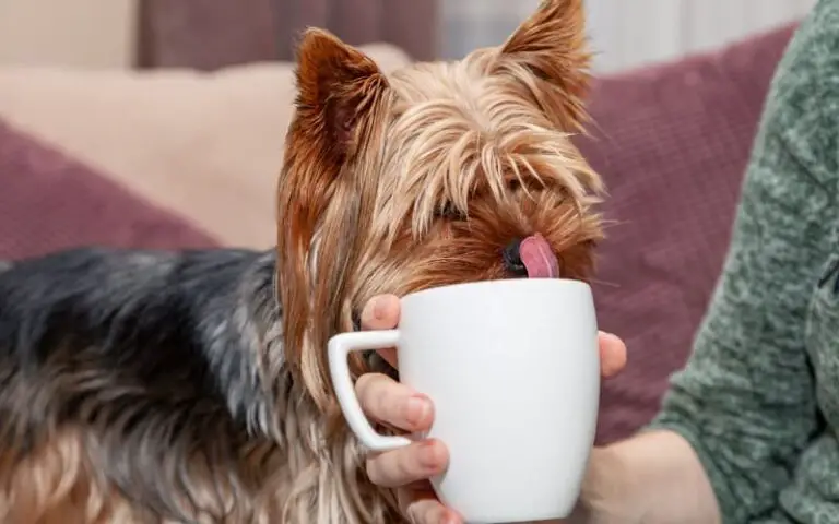 Can Dogs Drink Green Tea? - Dogable