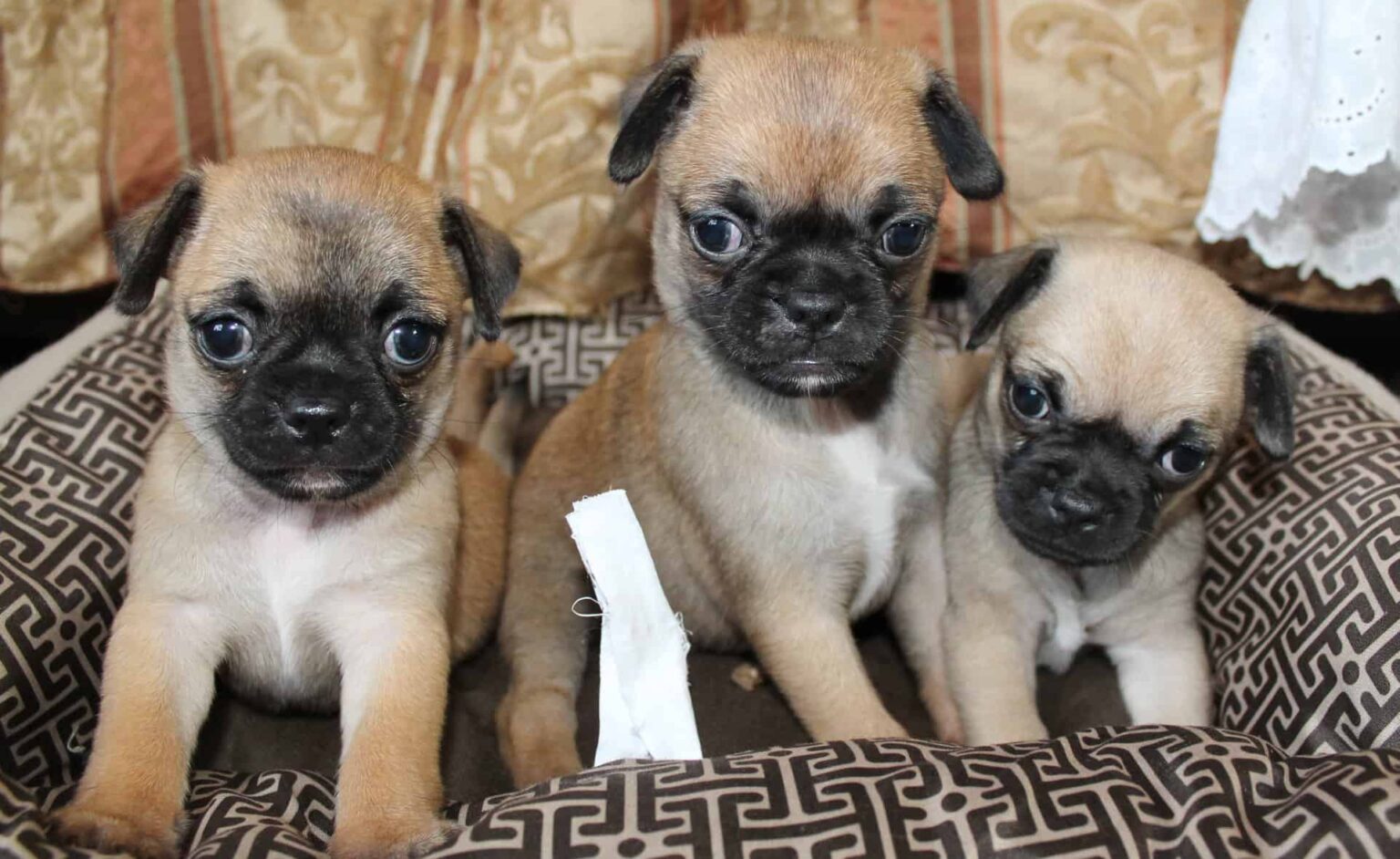 Chug: Chihuahua Pug Mix - Dogable