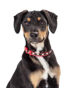 Beagleman: Doberman Pinscher Beagle Mix - Dogable