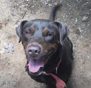 All About the Doberman Pitbull Mix AKA Doberman Pit - Dogable