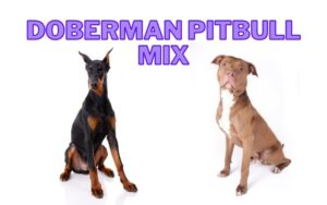 All About the Doberman Pitbull Mix AKA Doberman Pit - Dogable