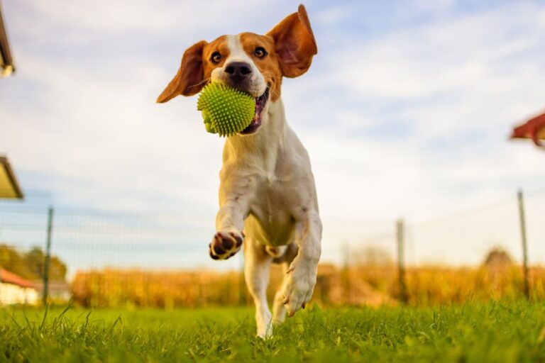 40 Reasons Why Dogs Are Better Than Cats - Dogable