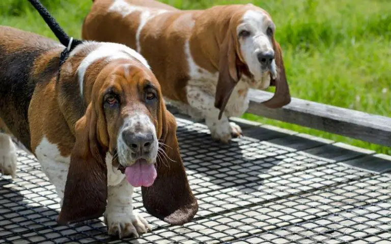 How to Find European Basset Hound Puppies for Sale - Dogable