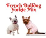 All About the French Bulldog Yorkie Mix - Dogable
