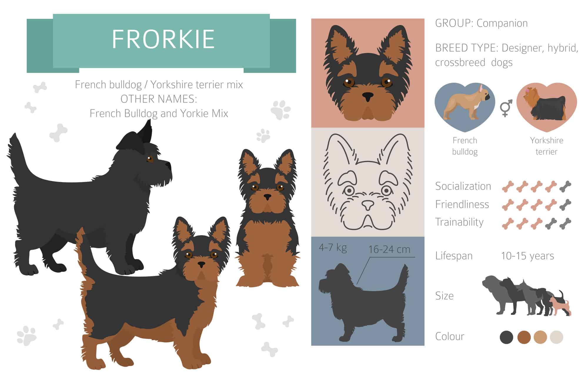 All About the French Bulldog Yorkie Mix - Dogable