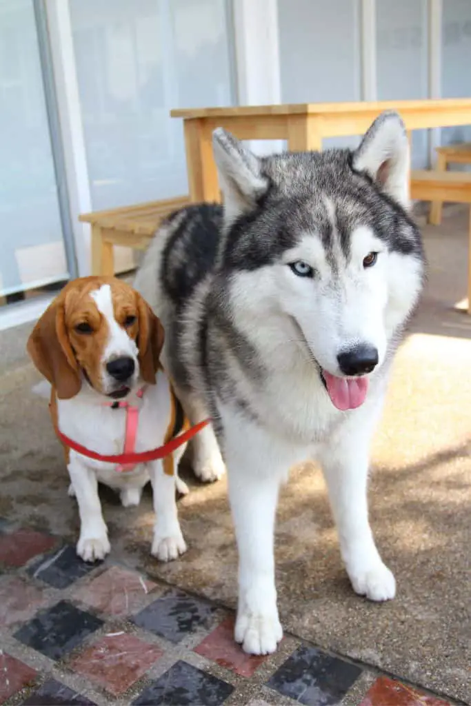 Learn More About the Beagle Husky Mix - Dogable