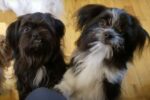 Where to Find Mi-Ki Puppies for Sale - Dogable