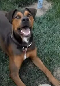 All About the Doberman Pitbull Mix AKA Doberman Pit - Dogable