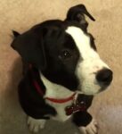 Learn More About the Pitbull Poodle Mix - Dogable