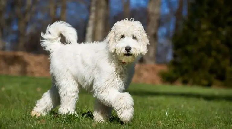 Labradoodle: Lab Poodle Mix - Dogable