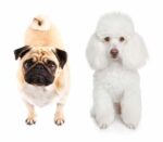 Learn About the Pug Poodle Mix aka Pugapoo - Dogable