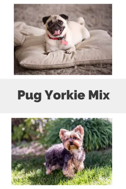 Pug Yorkie Mix AKA Pugshire Breed Information - Dogable