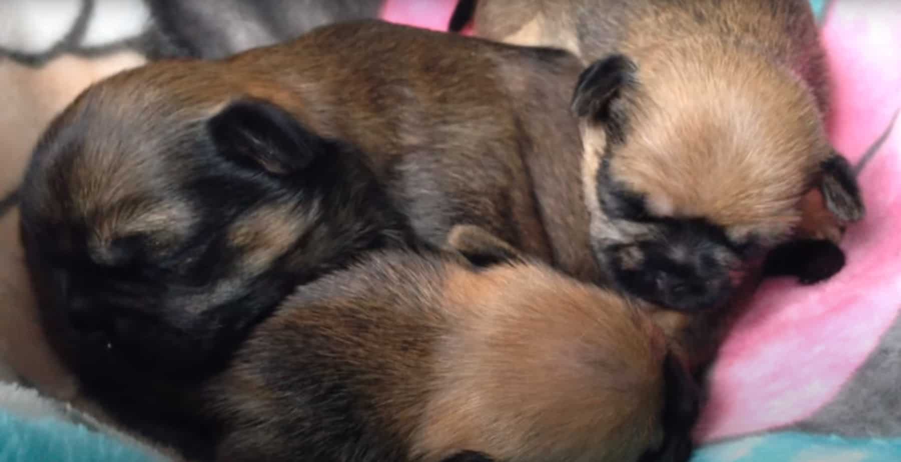 Pug Yorkie Mix AKA Pugshire Breed Information - Dogable