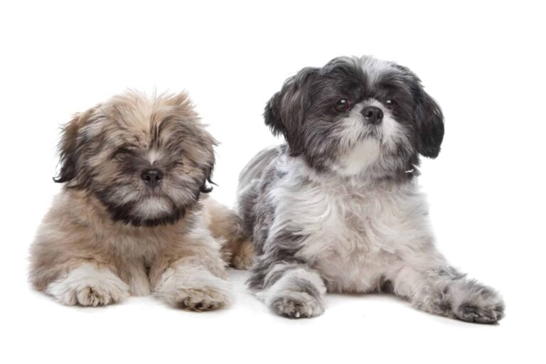 More About the Shih Tzu Lhasa Apso Mix aka the Shih Apso - Dogable