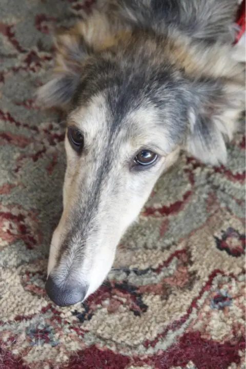 How Much Do Silken Windhound Puppies Cost