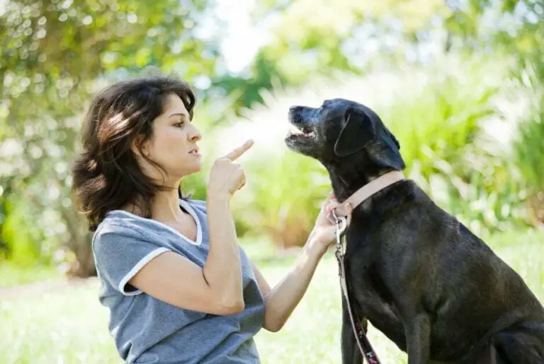 How to Discipline a Dog in 10 Steps - Dogable