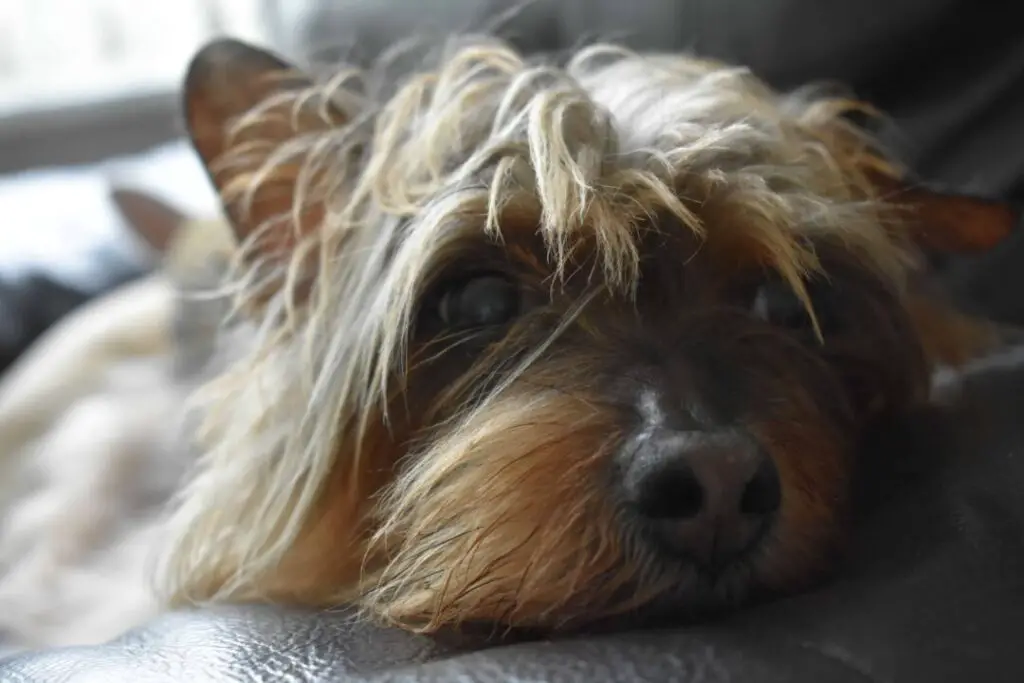 Learn About the Yorkie Shih Tzu Mix aka the Shorkie-Zu - Dogable